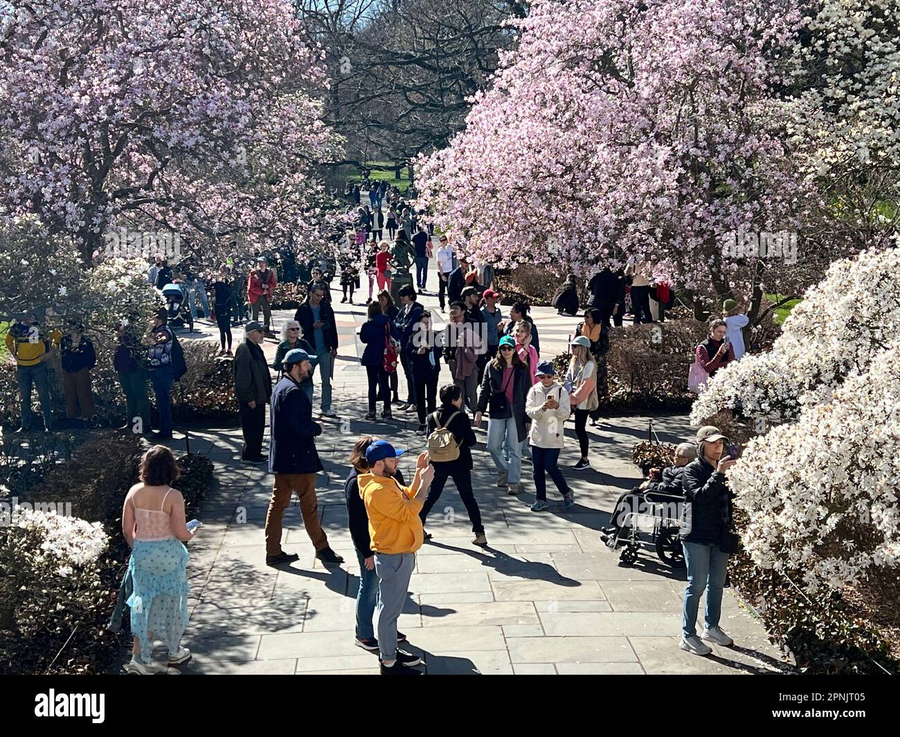 People enjoying themselves in Magnolia Plaza at the Brooklyn Botanic ...