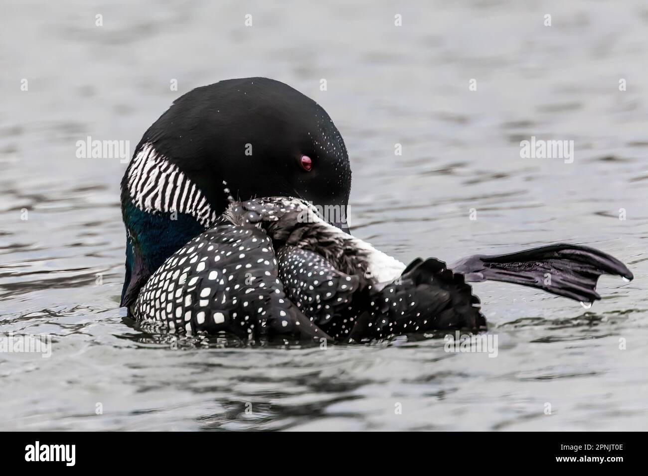 Common Loon, Gavia immer, on Lake of the Clouds, where it breeds, in ...
