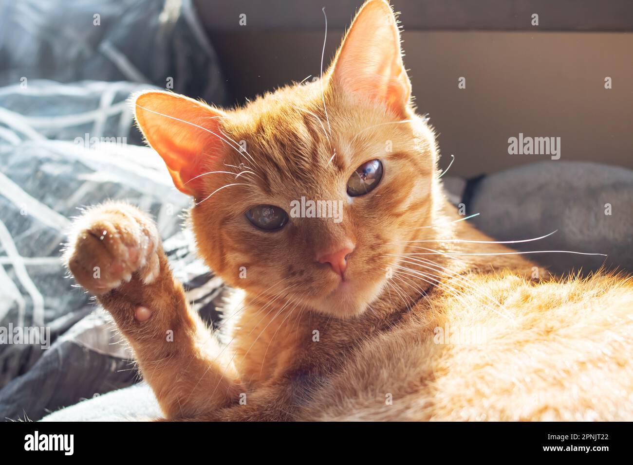 Kitten waving paw hi-res stock photography and images - Alamy