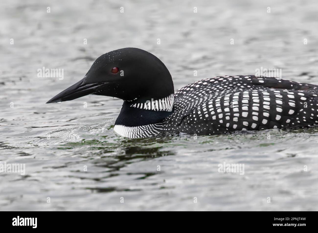 Common Loon, Gavia immer, on Lake of the Clouds, where it breeds, in ...