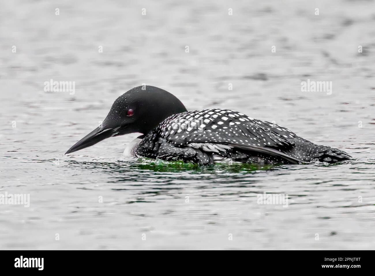 Common Loon, Gavia immer, on Lake of the Clouds, where it breeds, in ...
