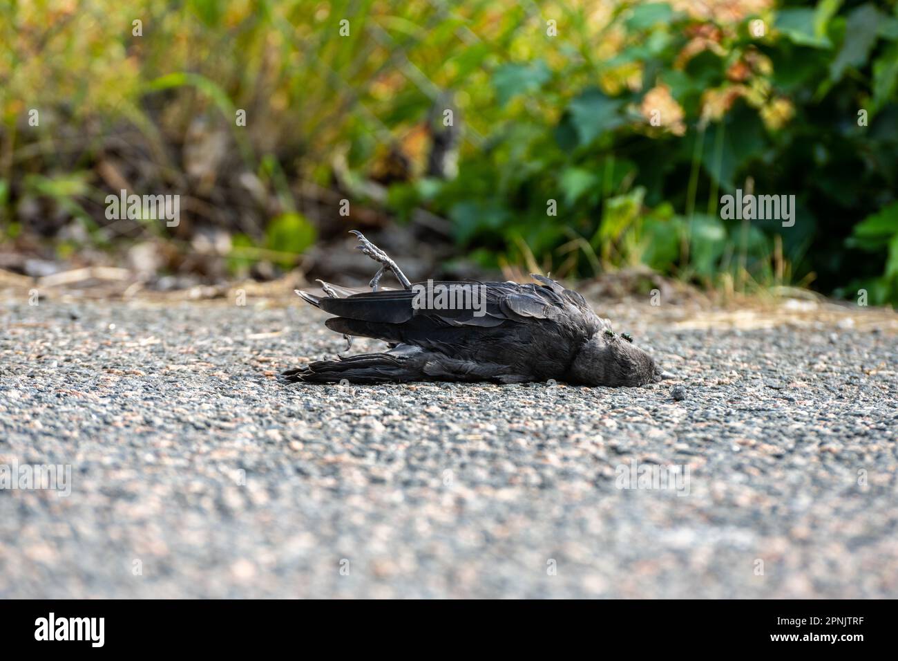 Dead crow on the side of a asphalt road Stock Photo - Alamy