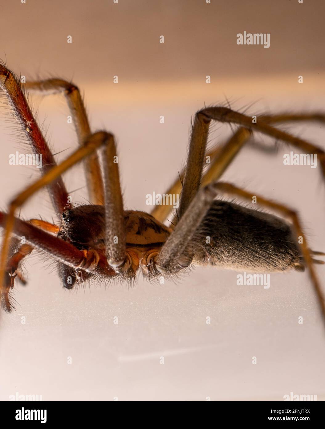Macro photo of a Eratigena atrica also known as Giant house spider ...