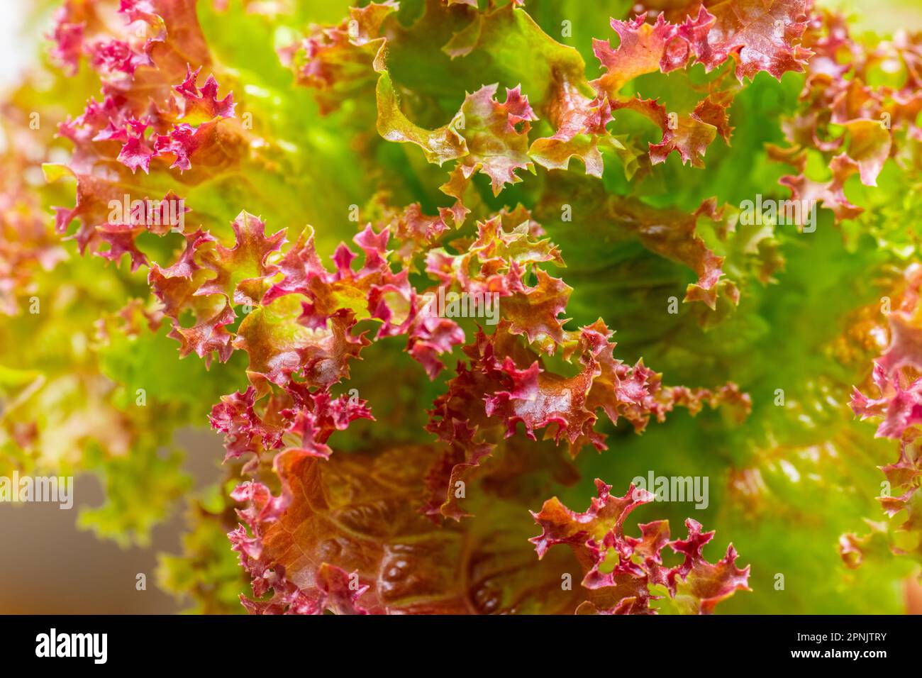 Closeup photo of Batavia Lettuce Stock Photo - Alamy