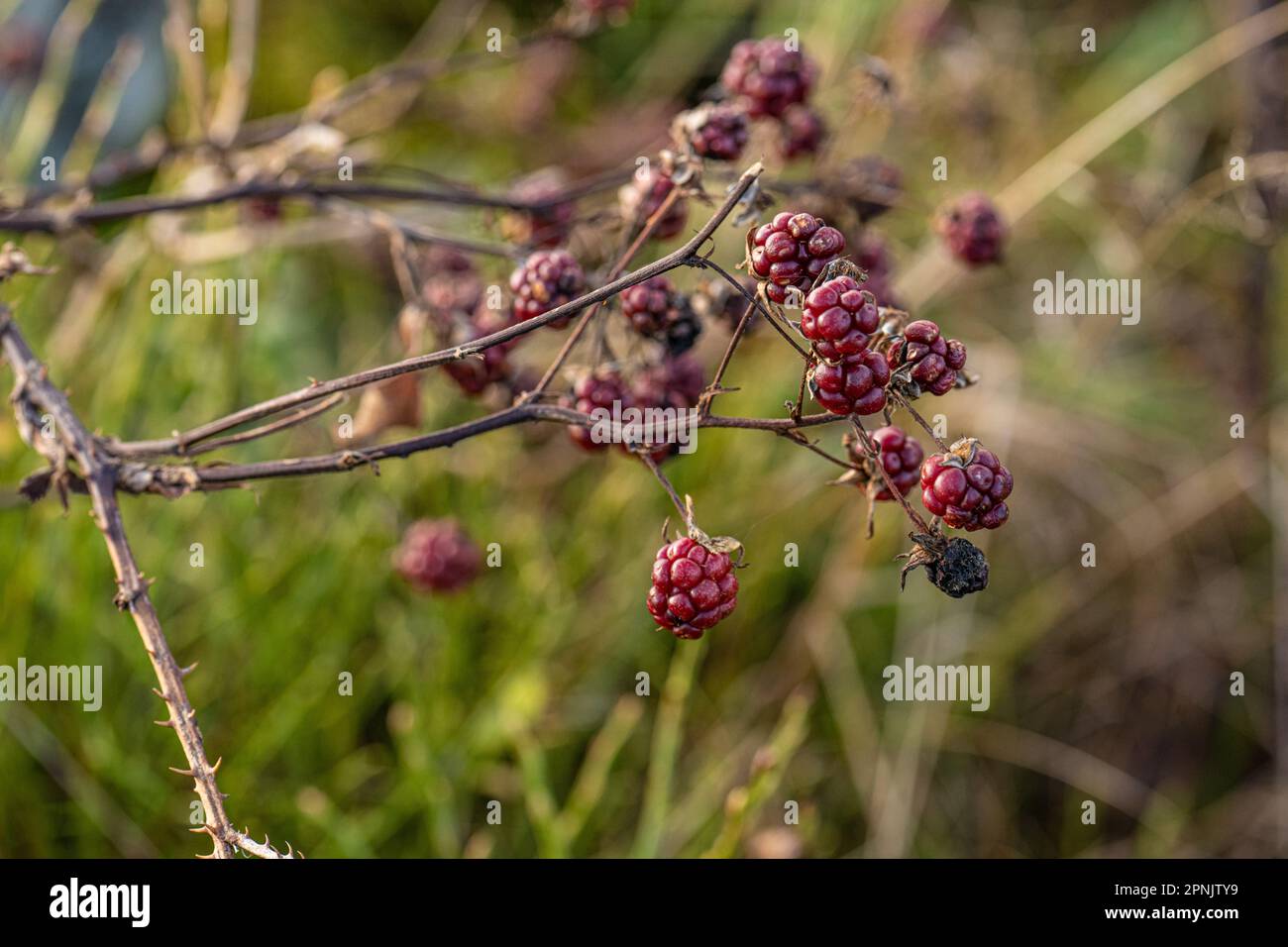 Fruits hanging from a bush hi-res stock photography and images - Alamy