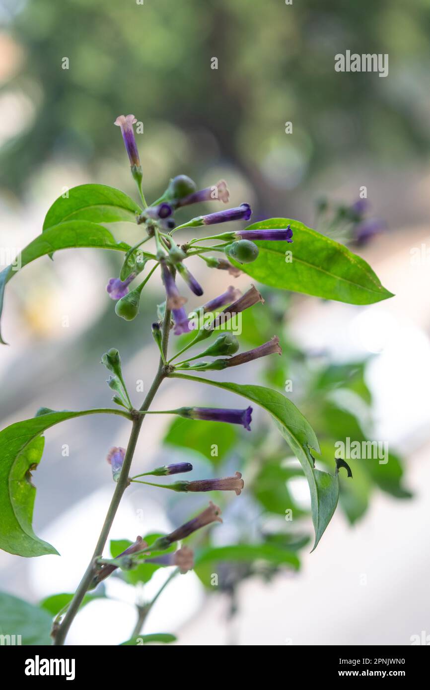 Small violet flowers of the planta called Talilla Stock Photo - Alamy