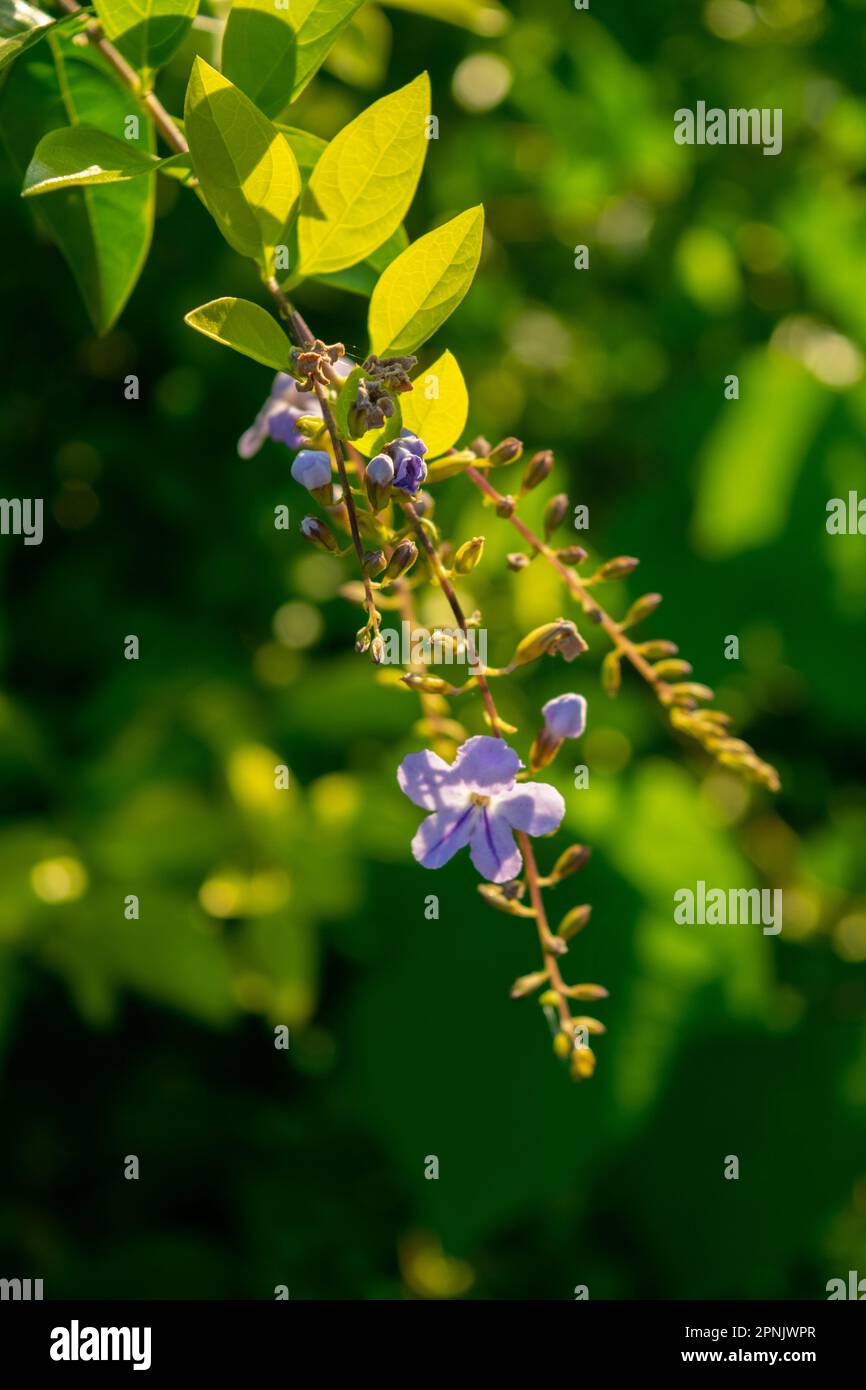 Violet flowers of the plant Duranta Erecta Stock Photo - Alamy
