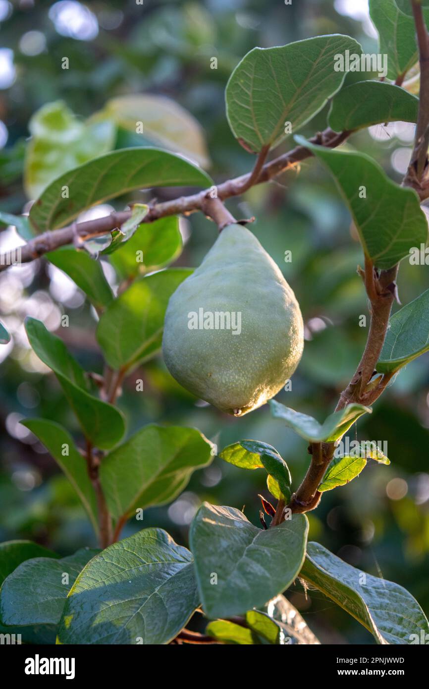 Ficus Pumila Fruit