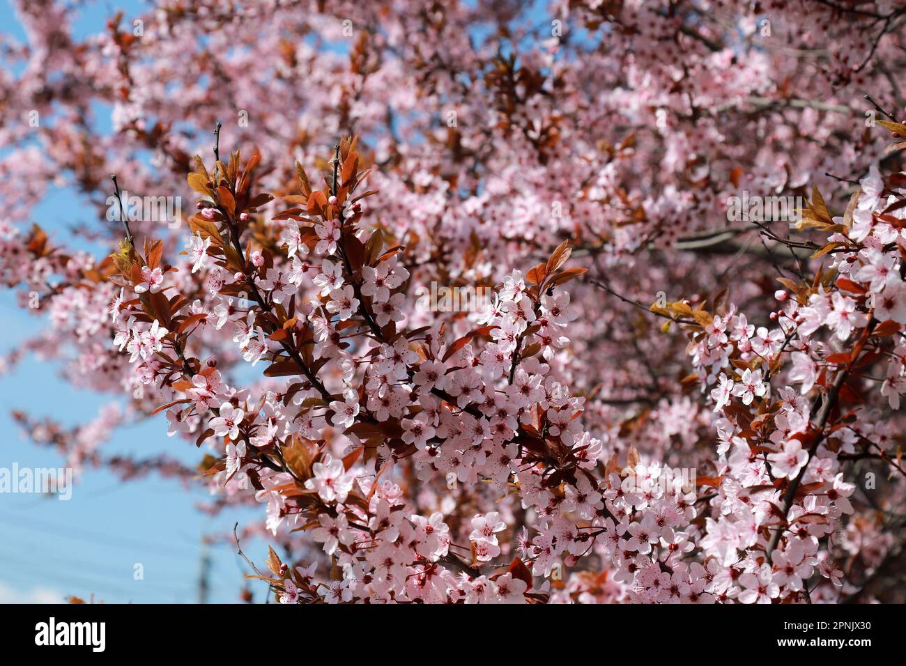 Prunus cerasifera n hi-res stock photography and images - Alamy