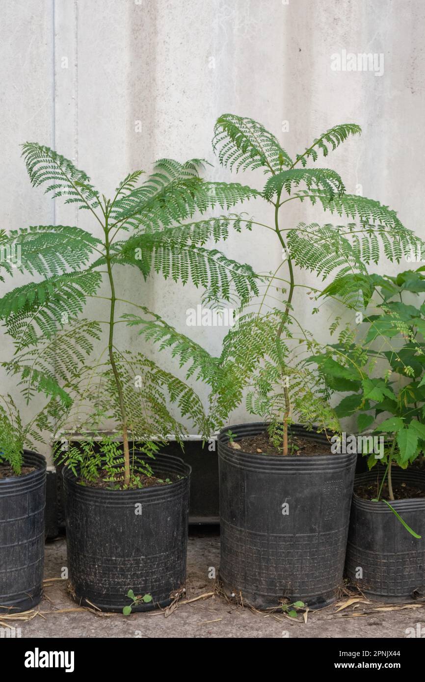 Jacaranda plantation hi-res stock photography and images - Alamy