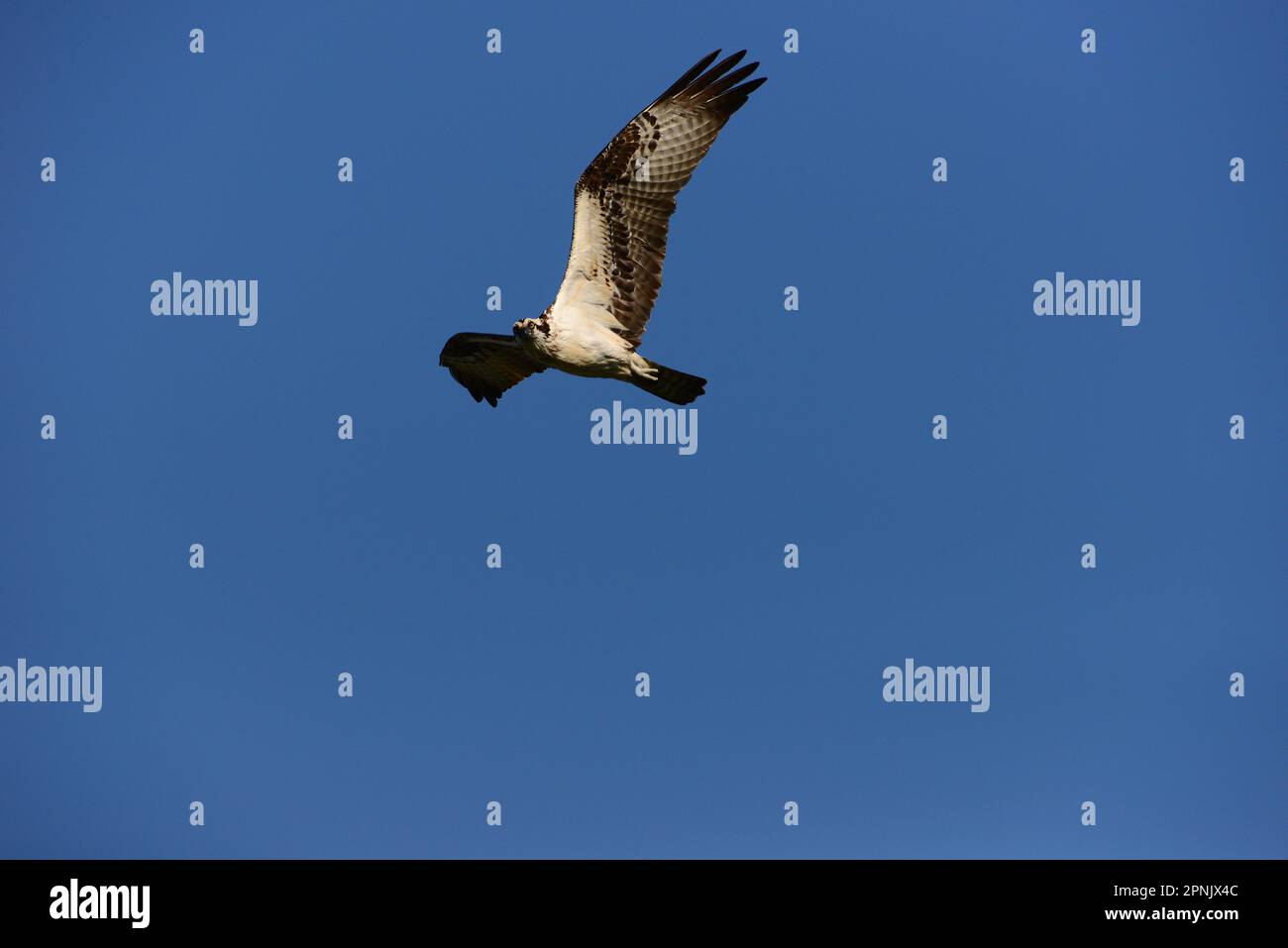 Osprey in flight hi-res stock photography and images - Alamy