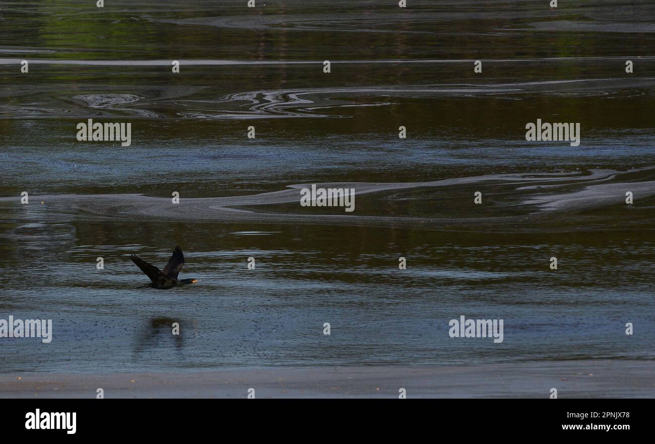 Wing bird speed fast hi-res stock photography and images - Alamy