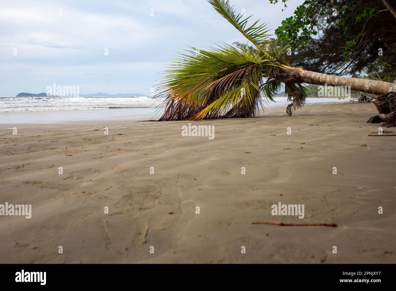 A fallen coconut tree due to sea erosion along beach at Pantai ...