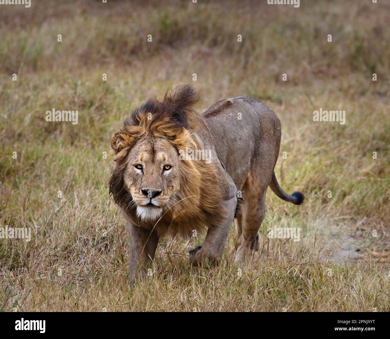 Male Lion (panthera leo), Ngorongoro, Tanzania, July 2007 Stock Photo ...