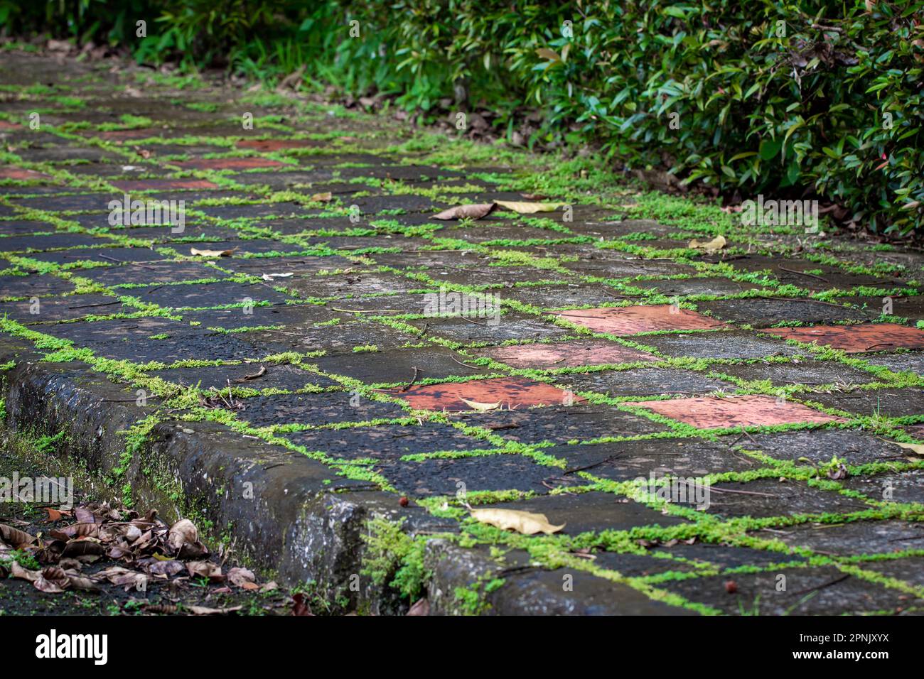 Tiled walkway during the monsoon and rainy season. Pedestrian path ...