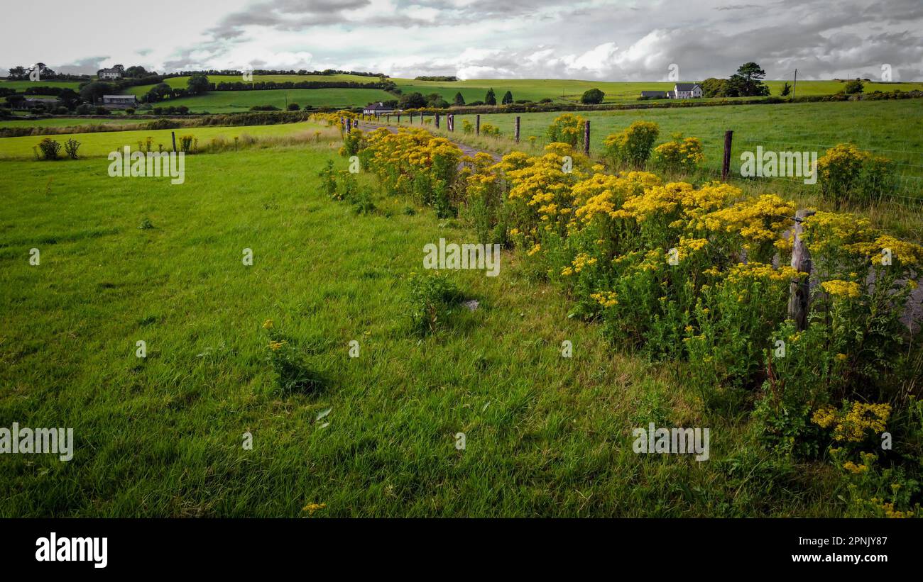 Yellow flowers on the edge of a farmers field, landscape. The Irish ...