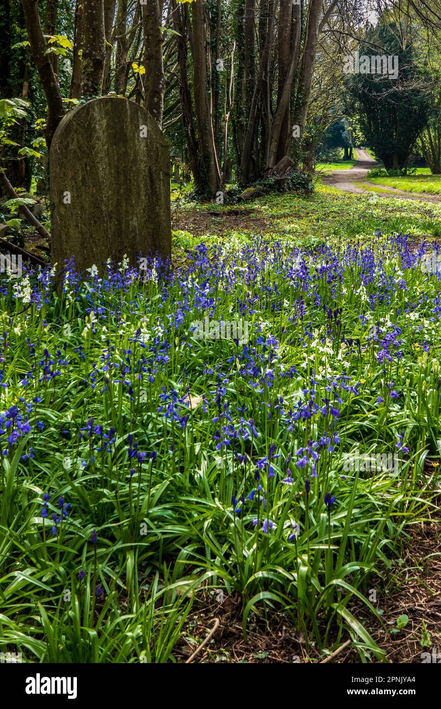 Tomestone in a bluebell woodland cemetery. Concept of death, seasons, time, loneliness or ...