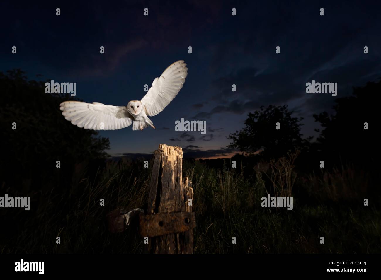 Owl moonlight hi-res stock photography and images - Alamy