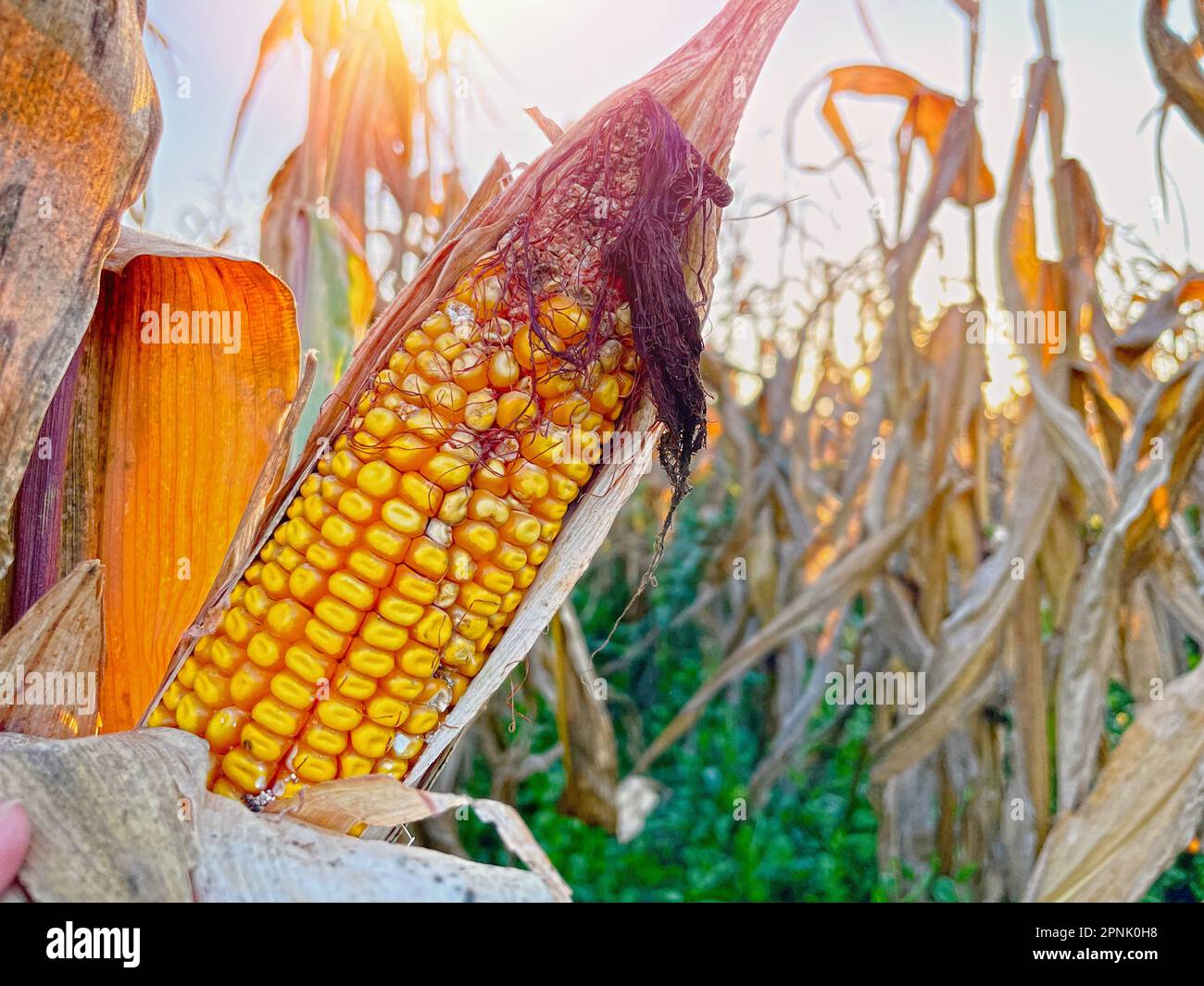 Rotting Close-up yellow ripe corn on stalks for harvest in agricultural ...