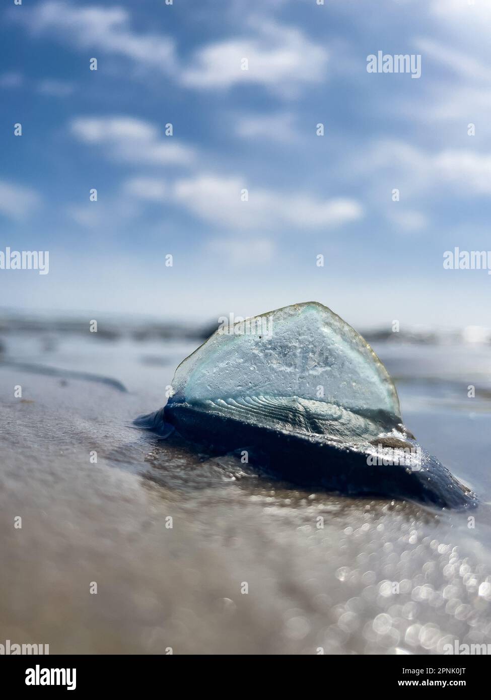 By the wind sailor hi-res stock photography and images - Alamy