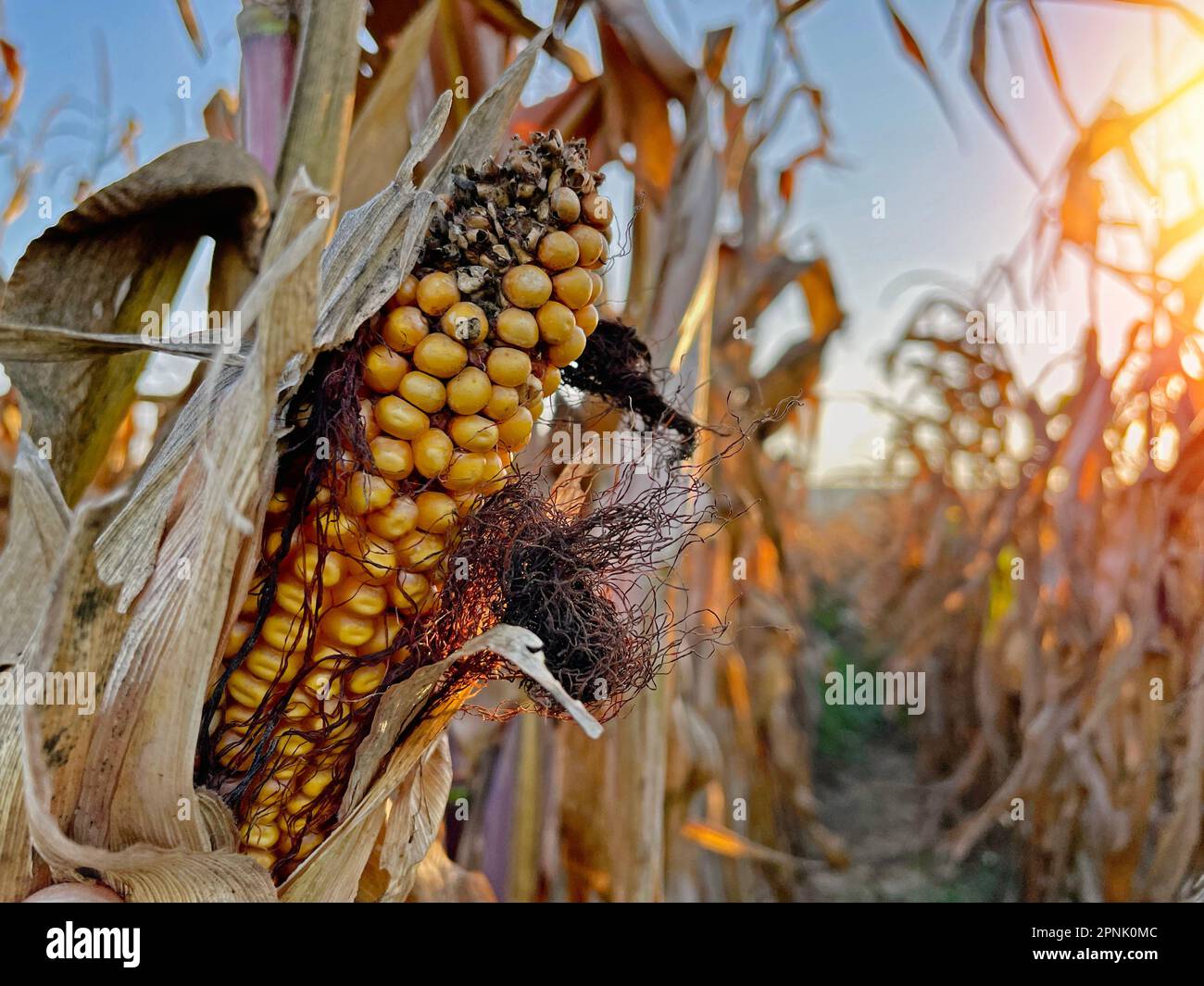 Rotting corn hi-res stock photography and images - Alamy