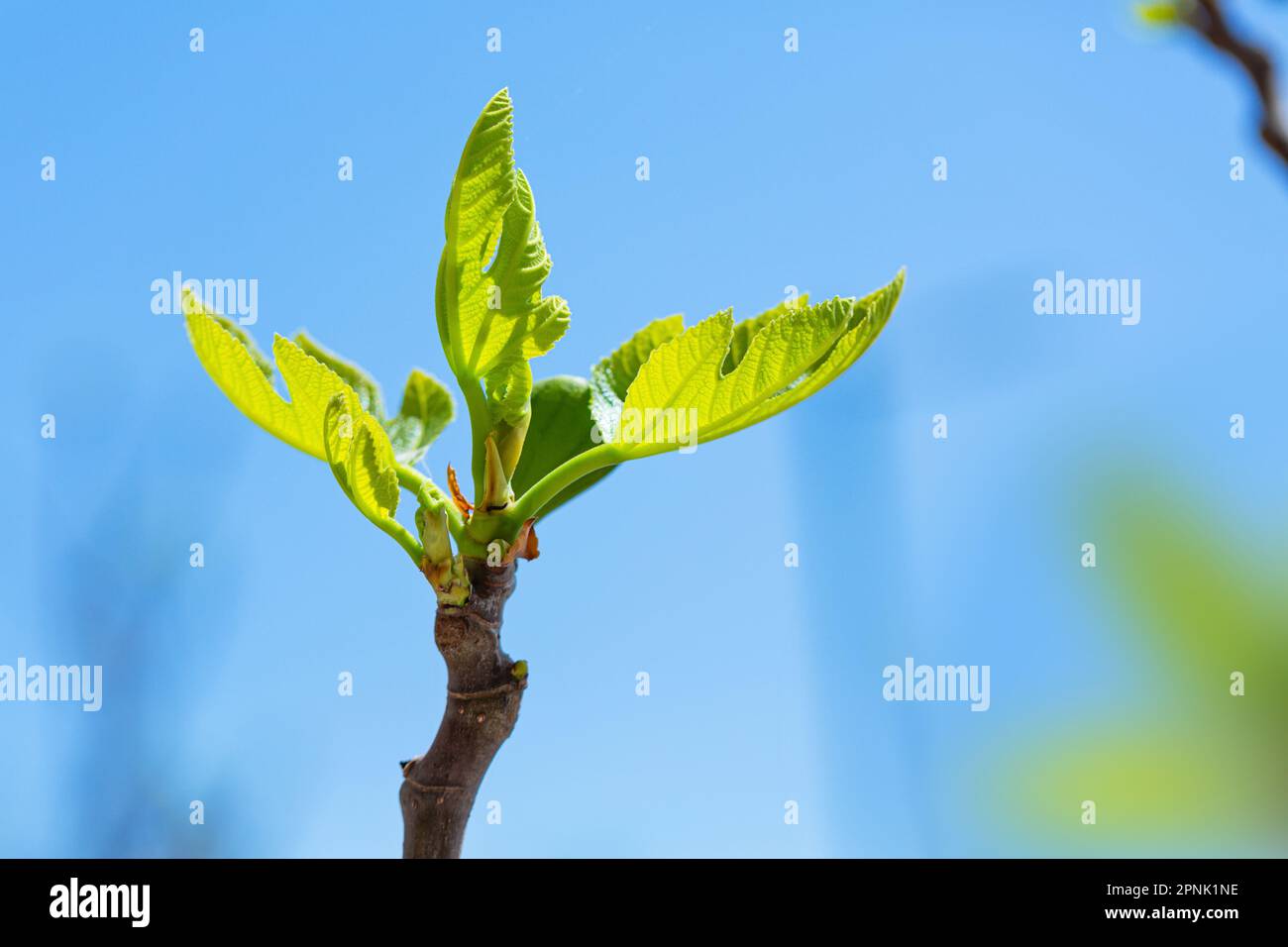 Fig tree sprouts and green figs in spring sunny weather Stock Photo - Alamy