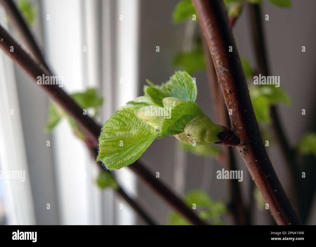 Common lime (Tilia vulgaris) bud and emerging leaf Stock Photo - Alamy