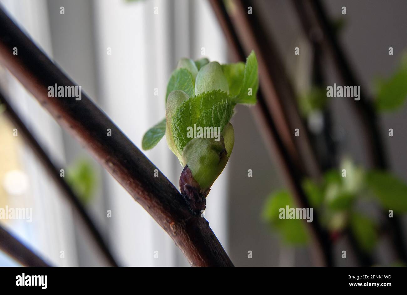 Common lime (Tilia vulgaris) bud and emerging leaf Stock Photo - Alamy