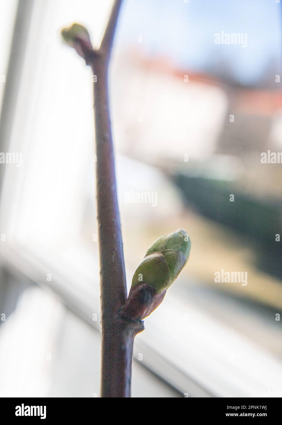 Common lime (Tilia vulgaris) bud and emerging leaf Stock Photo - Alamy