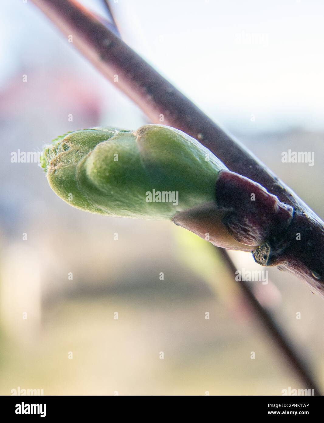 Common lime (Tilia vulgaris) bud and emerging leaf Stock Photo - Alamy