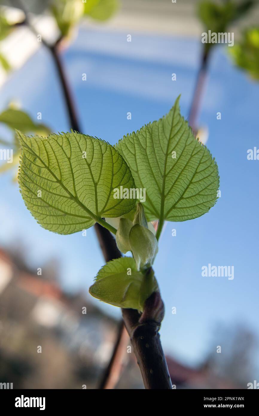 Common lime (Tilia vulgaris) bud and emerging leaf Stock Photo - Alamy