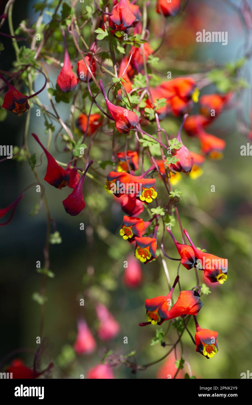 Red yellow and black spring flowers of Tropaeolum tricolor in UK ...