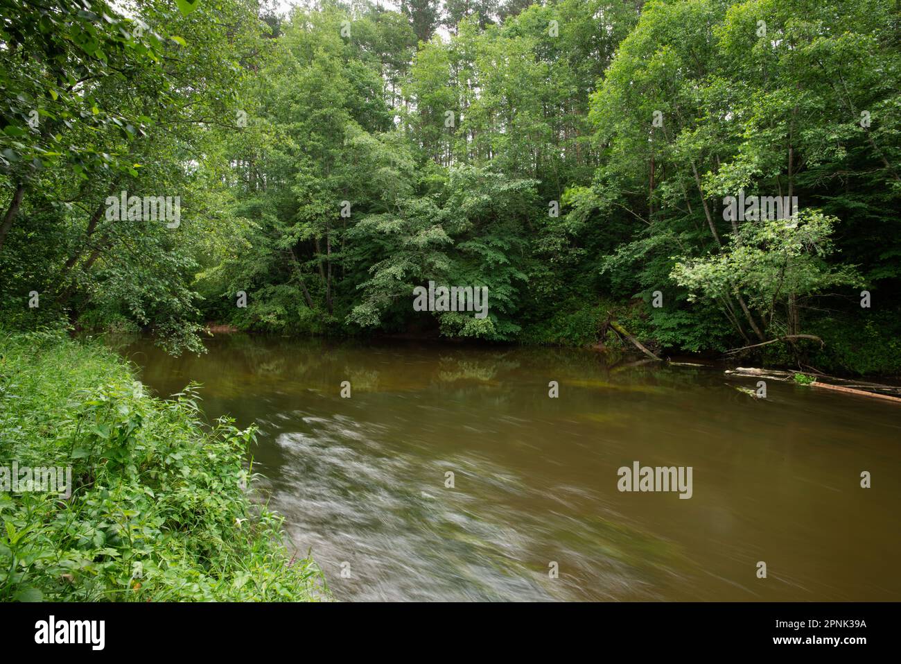 Current bushes hi-res stock photography and images - Alamy