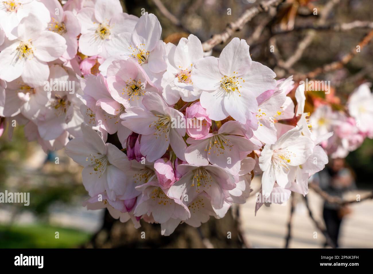 Pink flowering cherry blossom tree hi-res stock photography and images ...