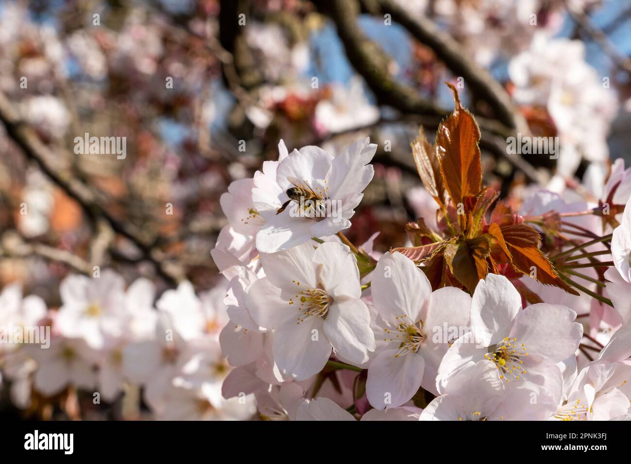 Close-up of a bee gathering nectar of pink flowers on a Cherry tree ...