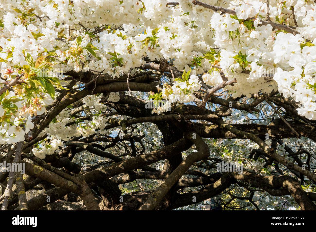 View from below of a Cherry tree with white flowers in full bloom on a ...