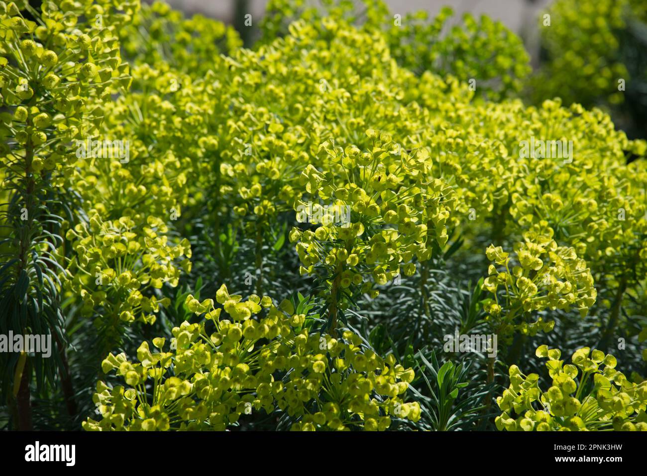 Brilliant yellow spring flowers of giant spurge Euphorbia characias ...