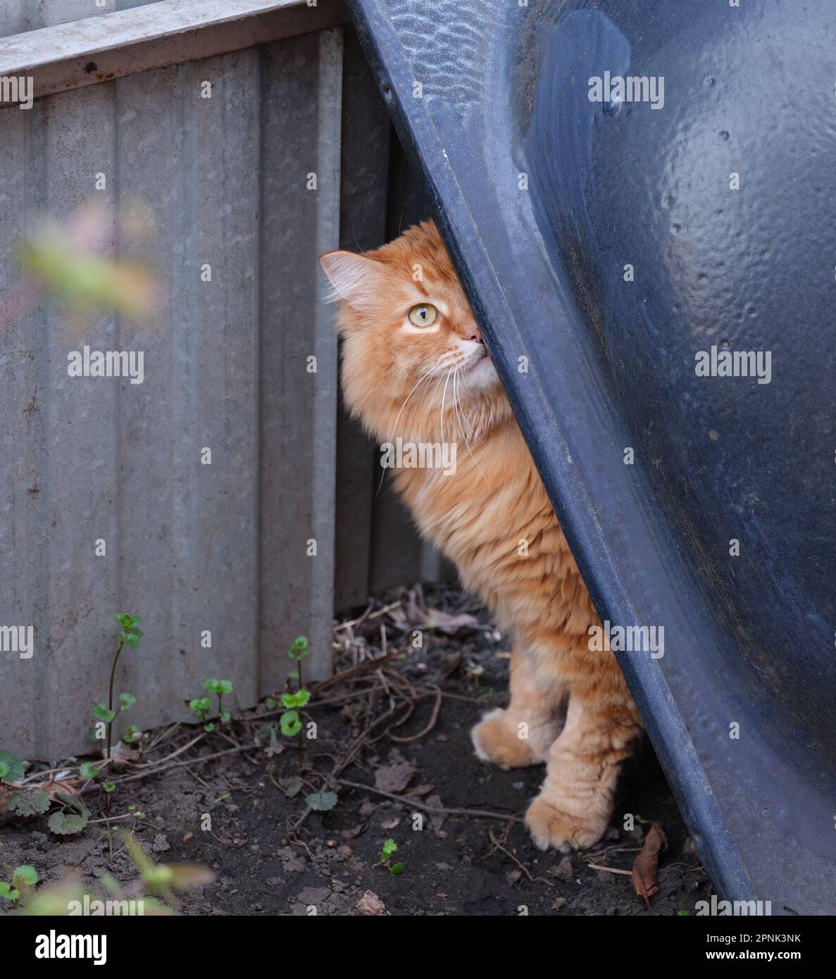 Homeless cat looking over hi-res stock photography and images - Alamy