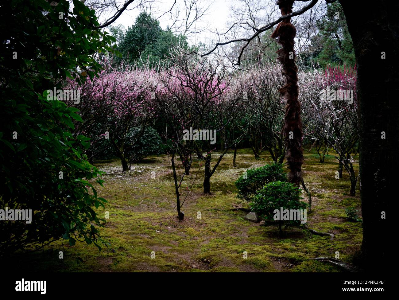 Dark pink and magenta blossoms of ume, Japanese plum tree, on an early ...