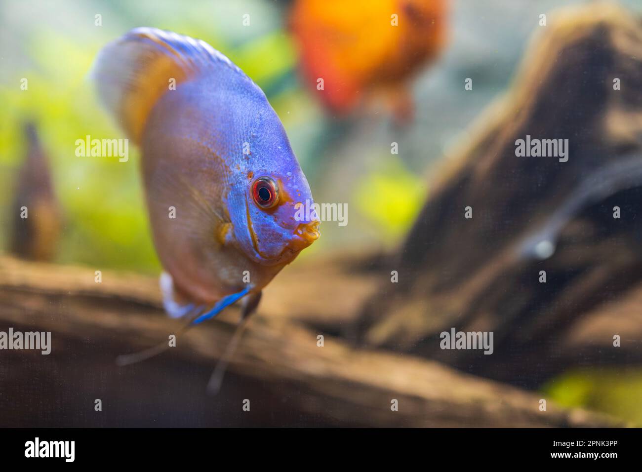 Beautiful view of blue diamond discus fish swimming in aquarium. Sweden ...