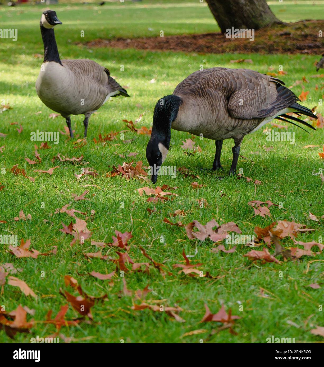 The two Canada geese foraging for food in a grassy meadow Stock Photo ...