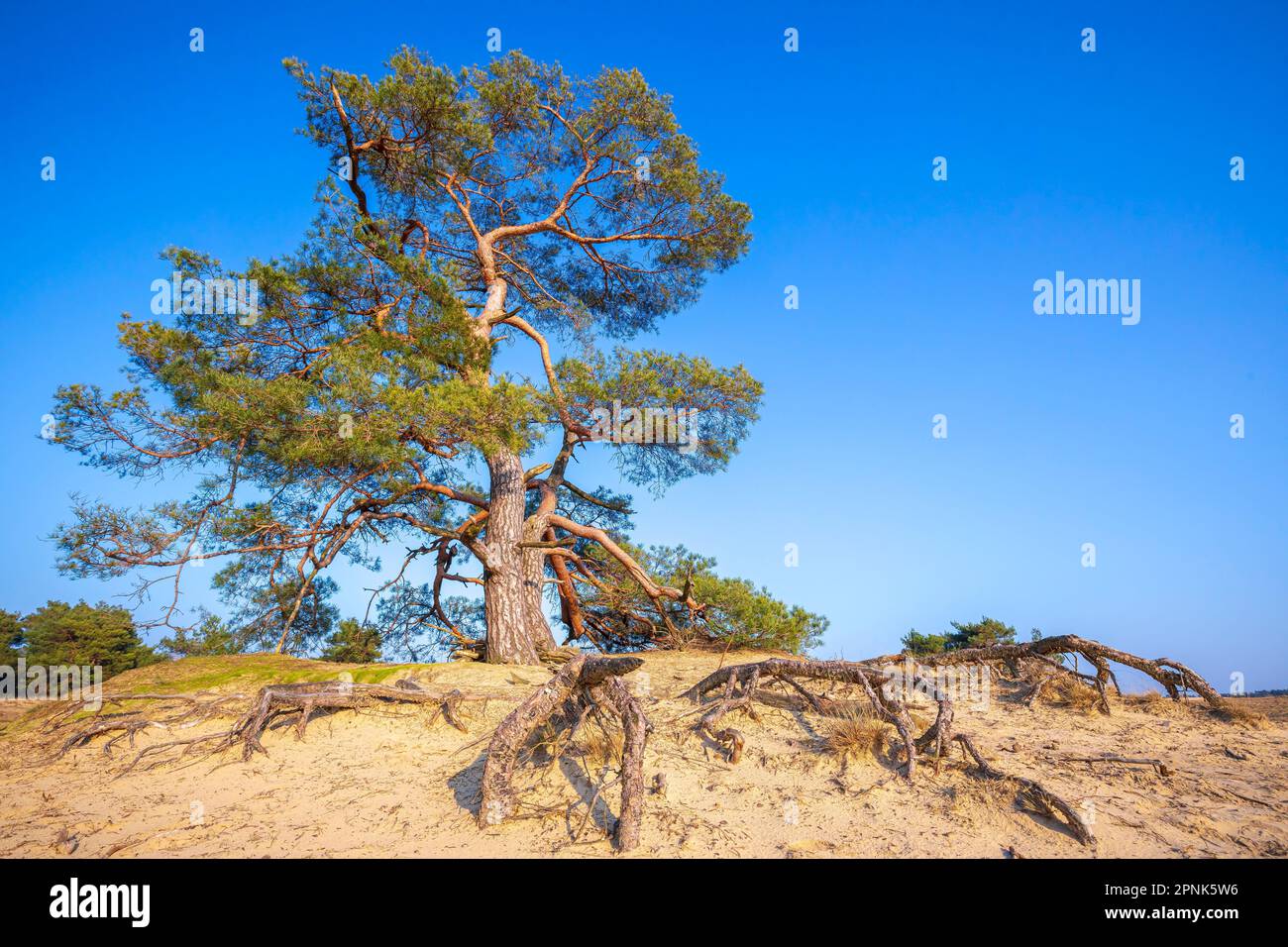 Heather sand hi-res stock photography and images - Alamy