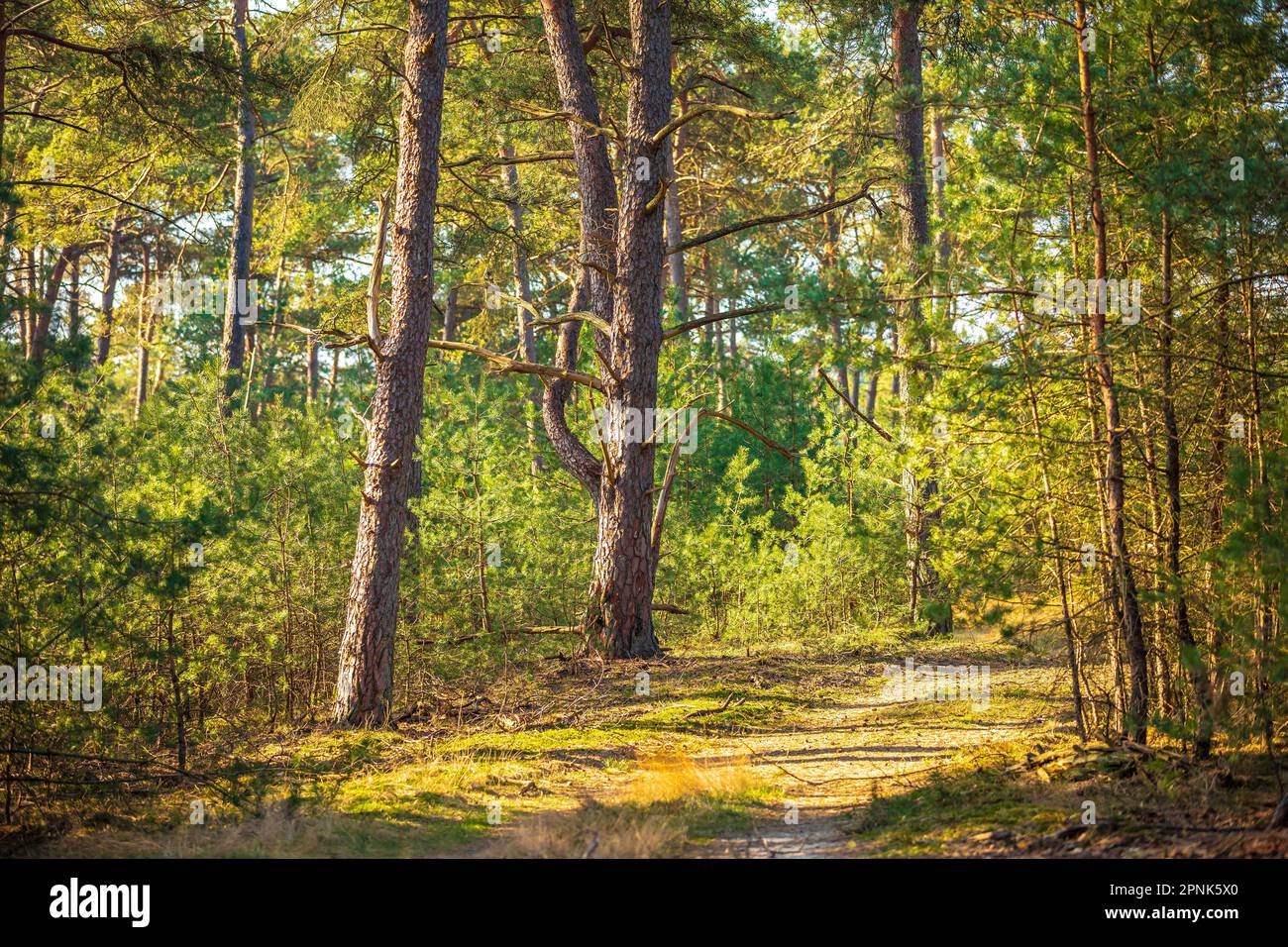 Hoge veluwe forest spring hi-res stock photography and images - Alamy