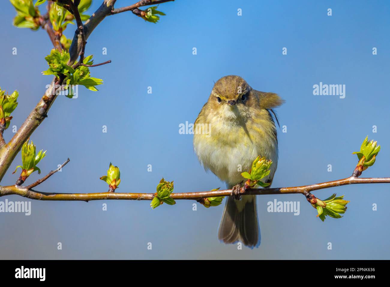 Close-up of a common chiffchaff bird, Phylloscopus collybita, singing ...
