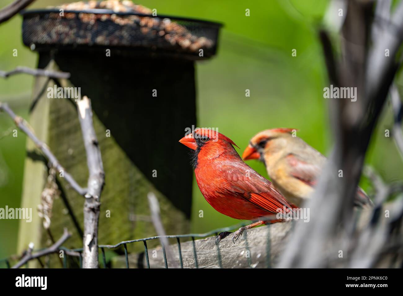Male female northern cardinals hi-res stock photography and images - Alamy