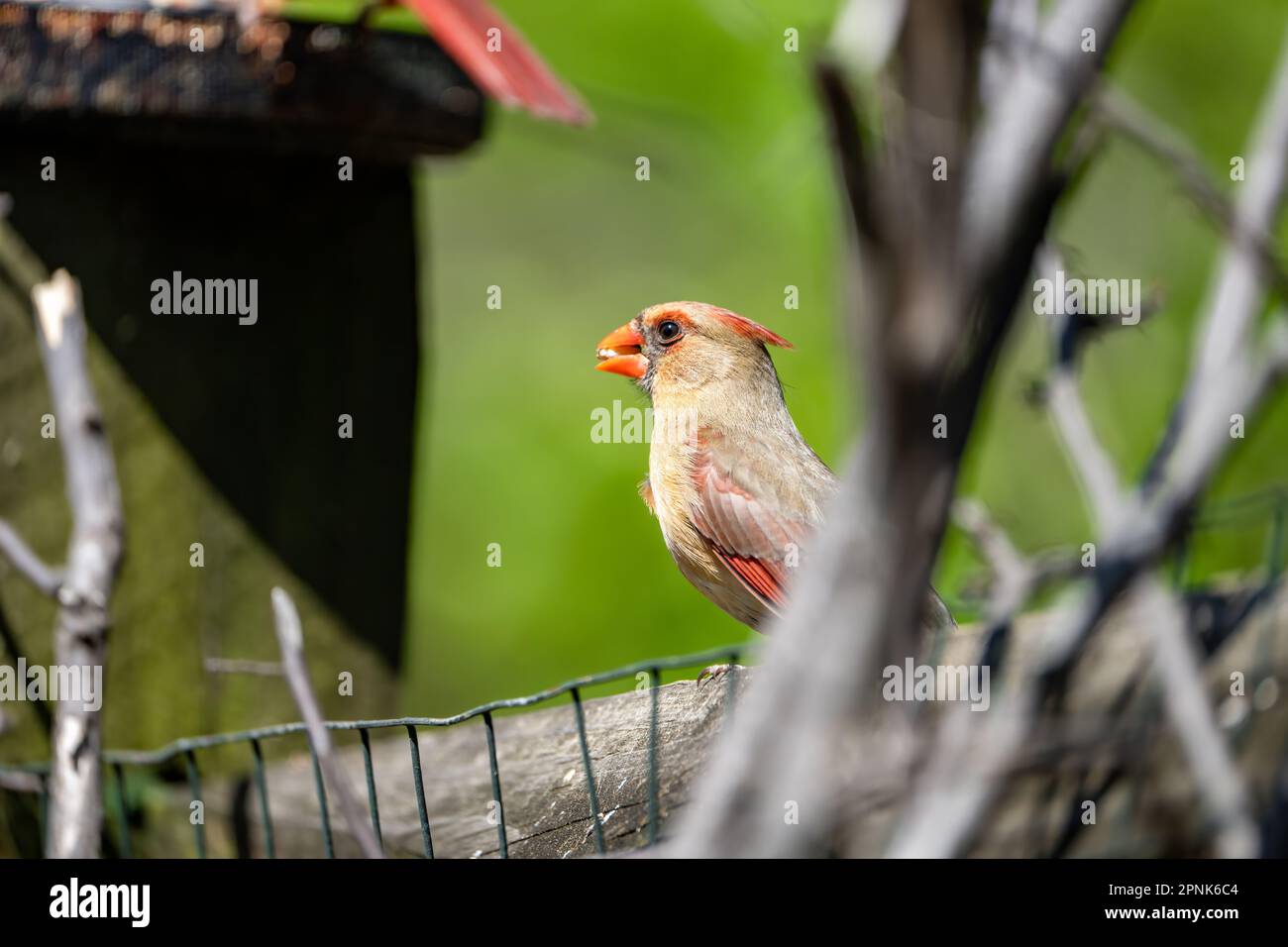 Male female northern cardinals hi-res stock photography and images - Alamy