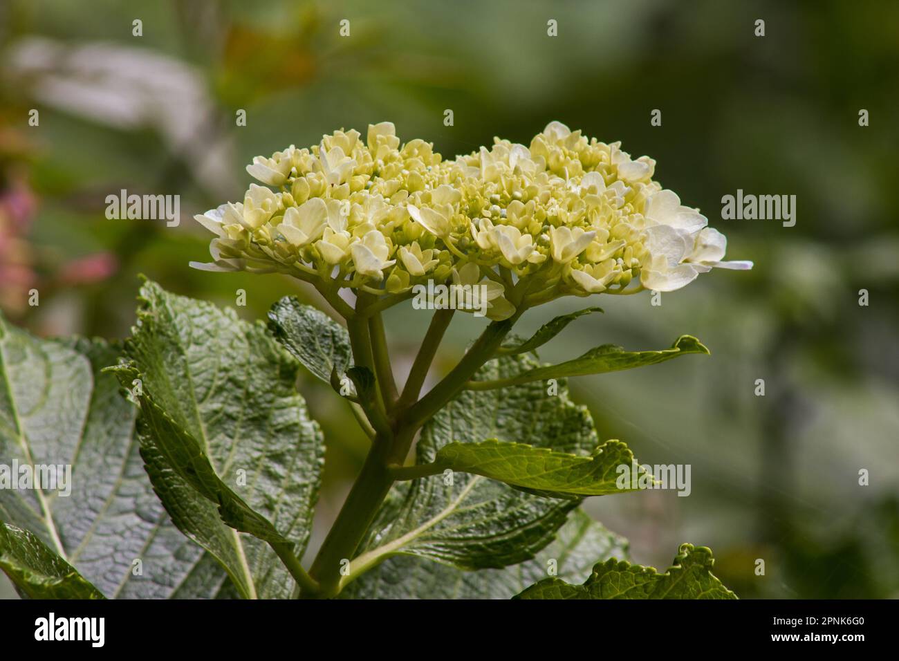 Hydrangea plant in bloom in springtime Stock Photo - Alamy