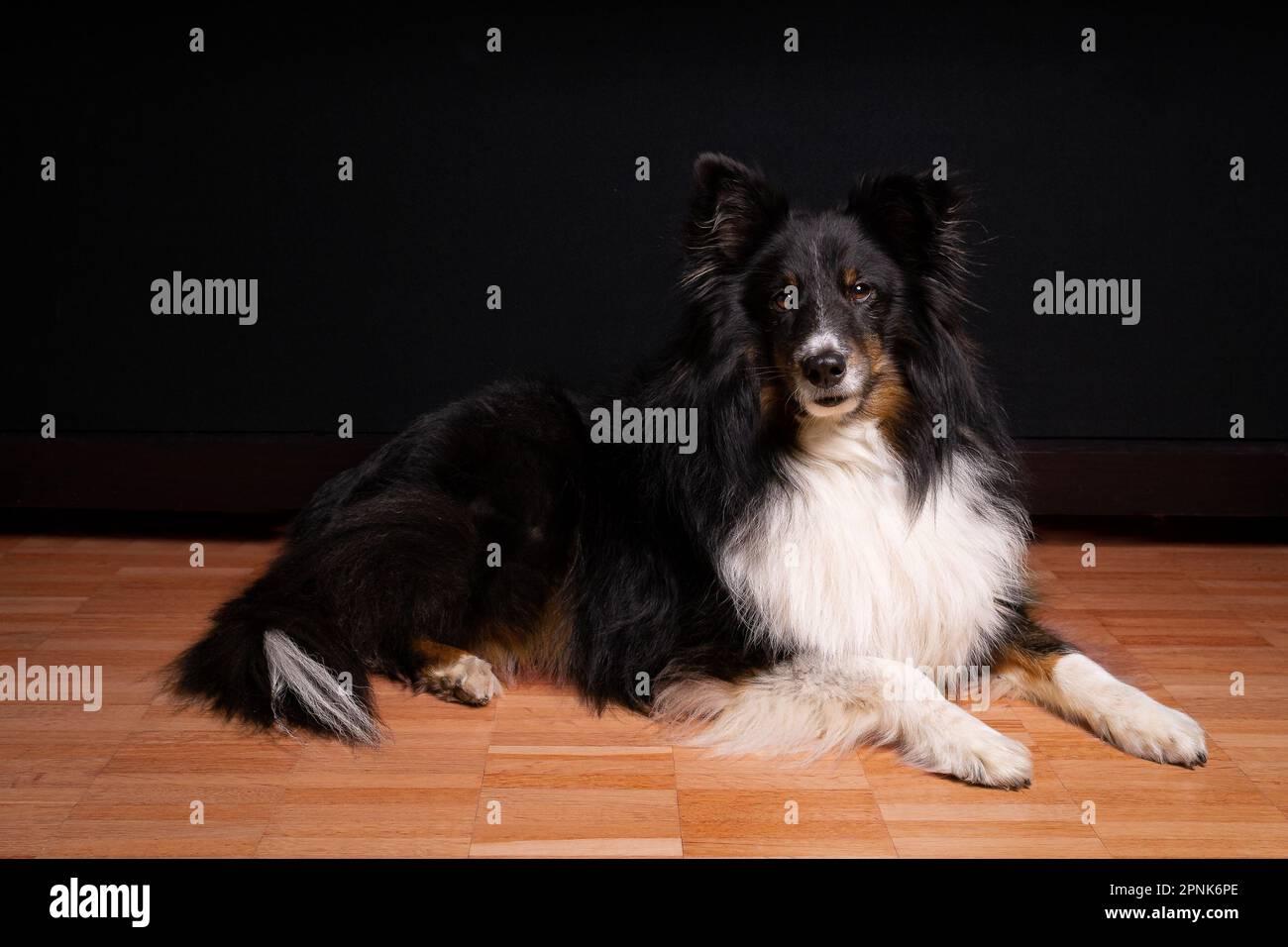 Beautiful fluffy shetland sheepdog hi-res stock photography and images ...