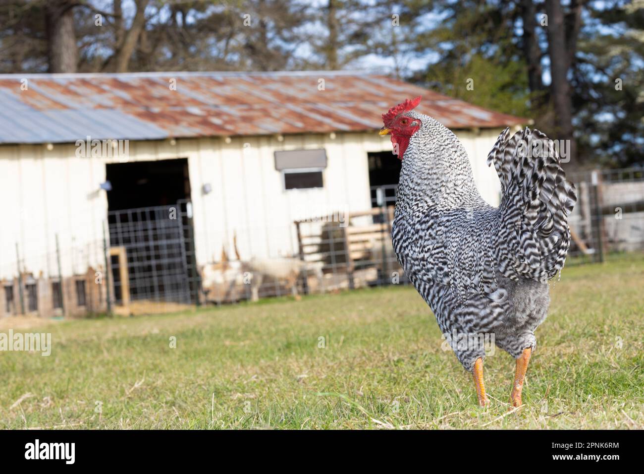 Dominique chicken rooster looking over its shoulder as it guards a barn ...