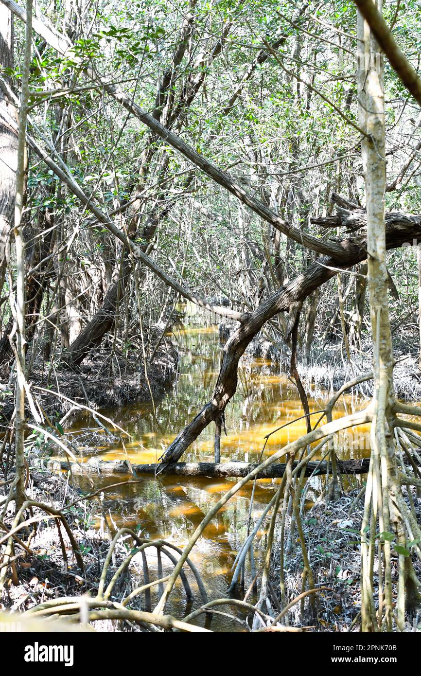 Landscape of a mangrove with lots of water and vegetation. Logs ...